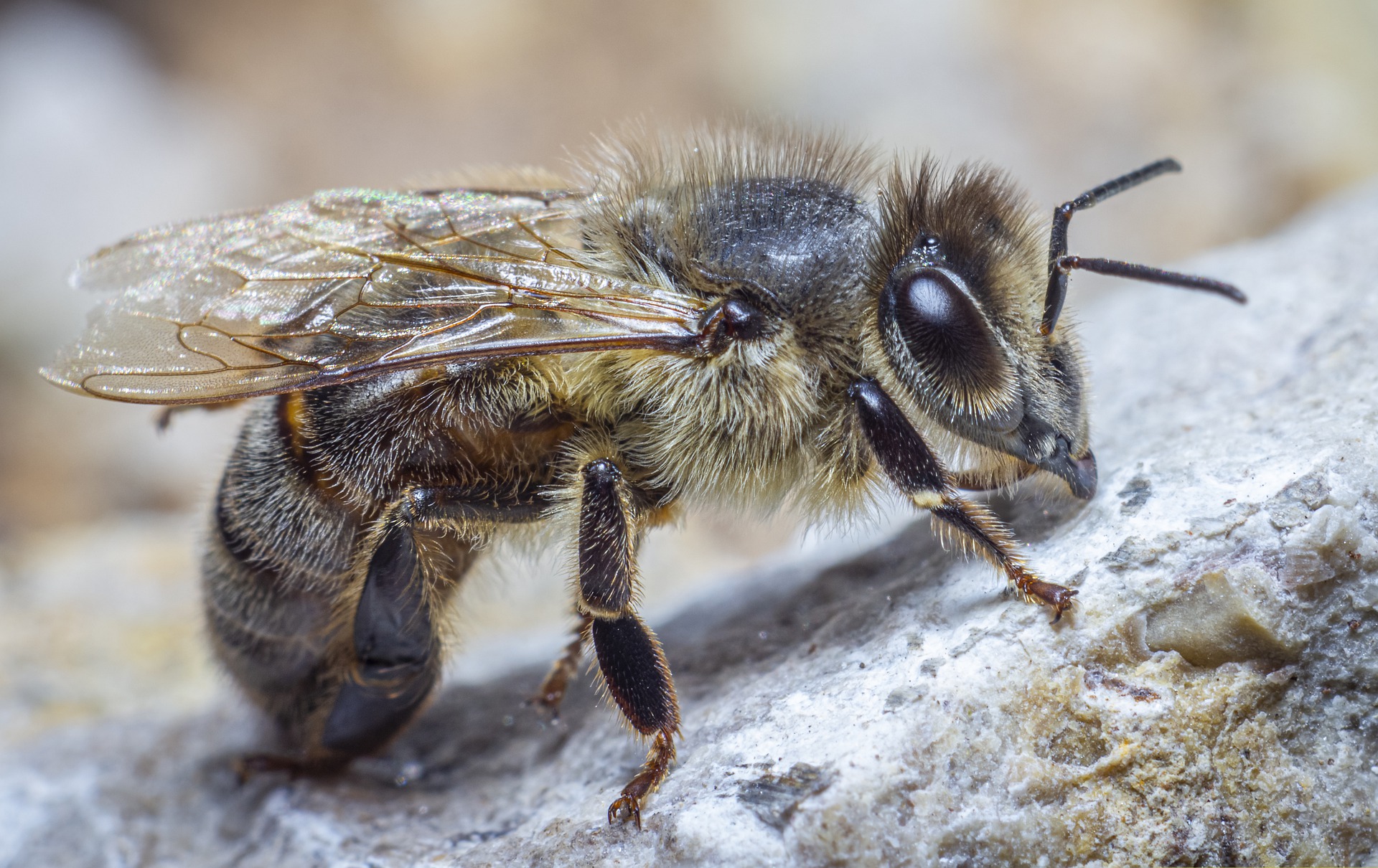 L'abeille noire du Limousin, une espèce à sauvegarder - Agir pour les ...